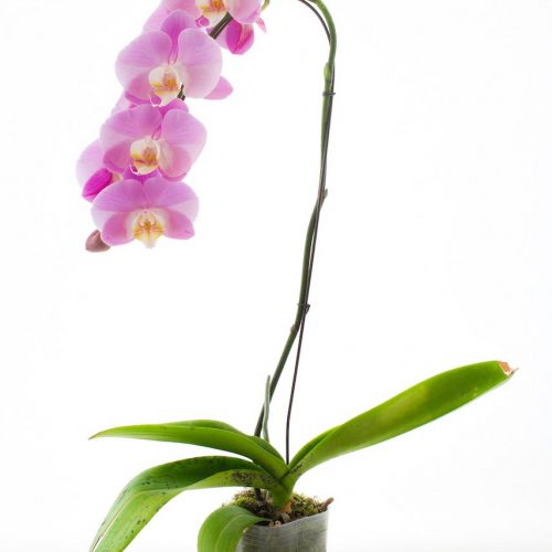 Home - Sky One Orchids